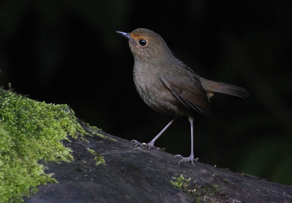 Himalayan Shortwing (Brachypteryx cruralis) - Avian Discovery