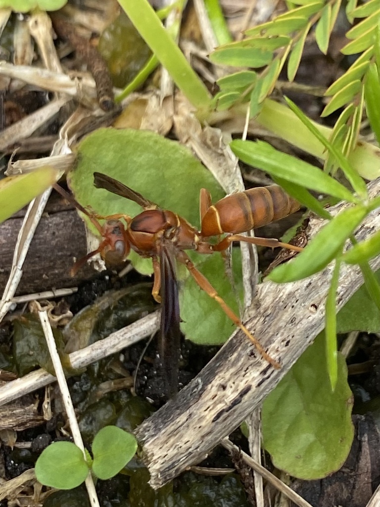 Fine-backed Red Paper Wasp from Lodge Point Lane, BM on May 31, 2023 at ...