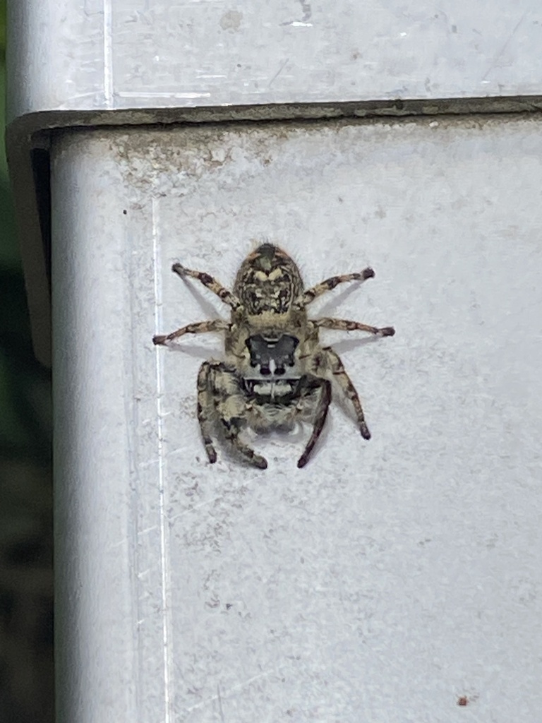 canopy jumping spider from Seaboard Rd, Virginia Beach, VA, US on May ...