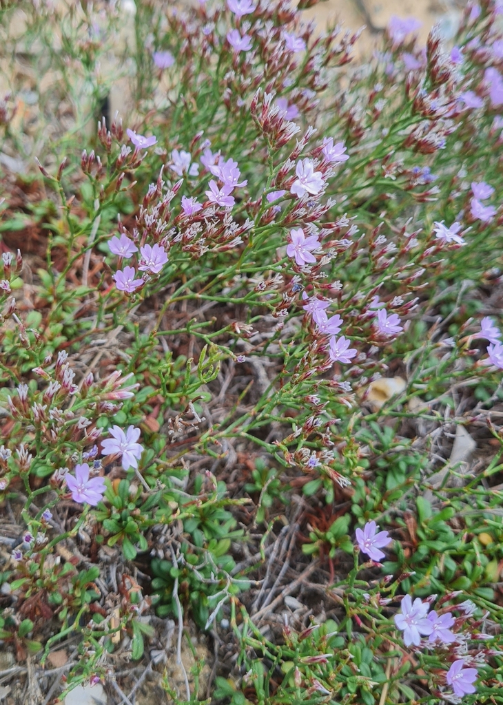 Limonium pseudominutum from 83140 Six-Fours-les-Plages, France on May ...