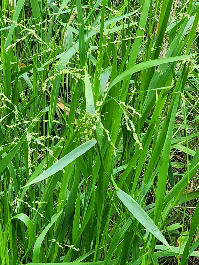 Gaping Panicgrass from Smithville, TX 78957, USA on May 25, 2023 at 10: ...