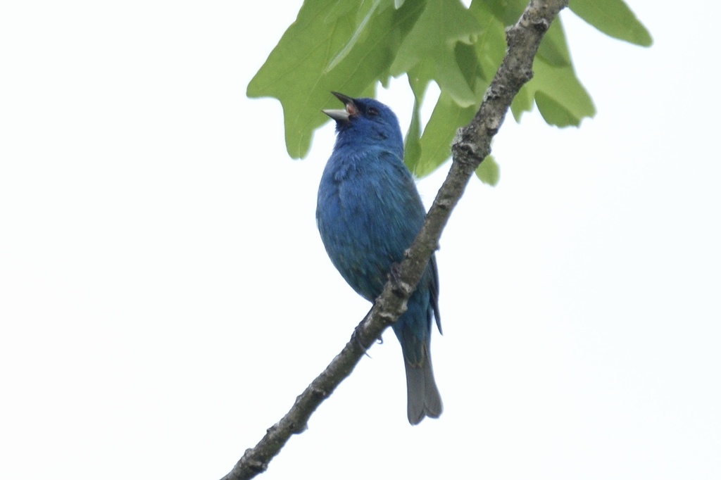 Indigo Bunting from Montello, WI, US on May 27, 2023 at 05:25 PM by ...