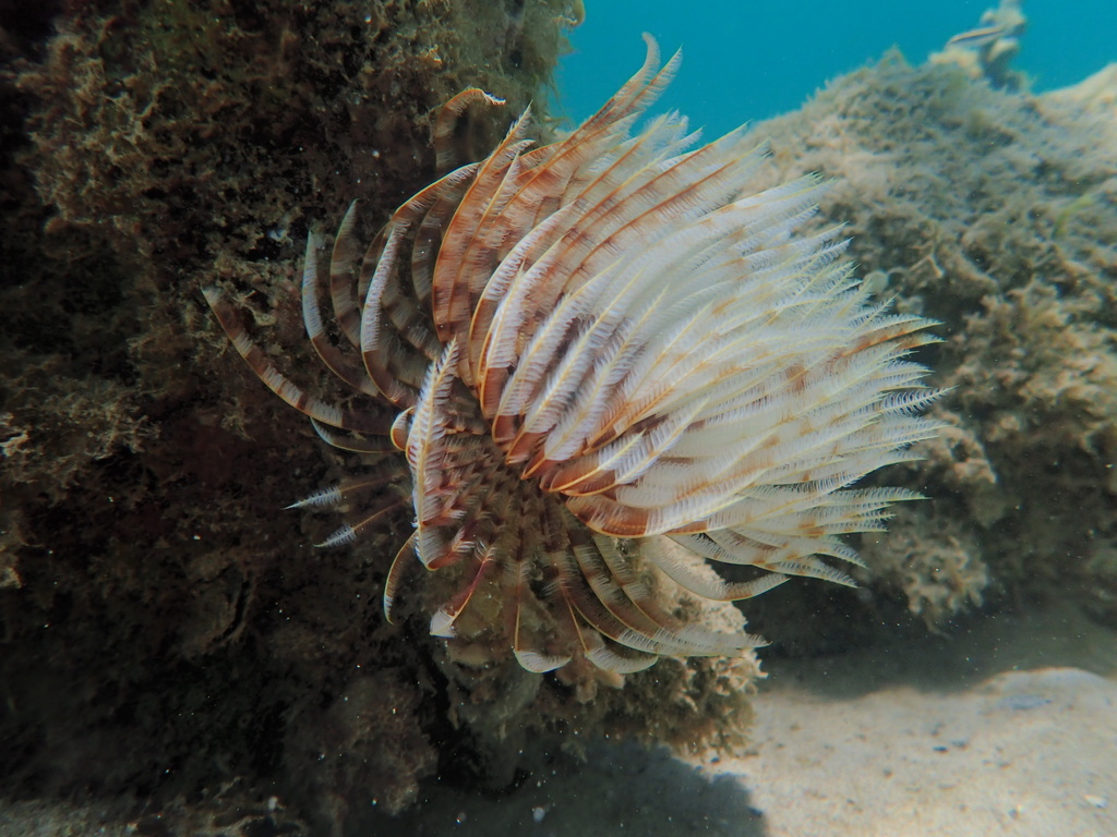 Magnificent Feather Duster Worm from Cano Quebrado, Culebra, Puerto ...