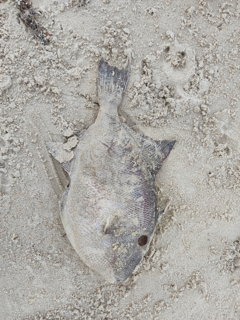 Grey Triggerfish from Carrasco, Montevideo, Montevideo Department ...