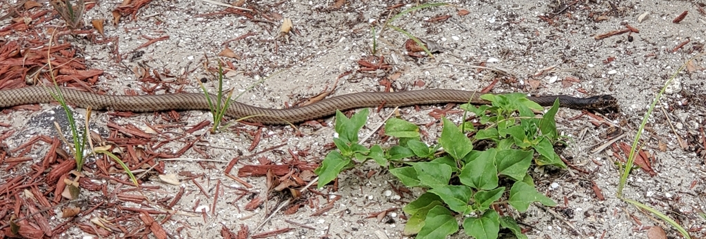 Coachwhip from St Augustine Beach, FL 32080, USA on May 31, 2023 at 03: ...