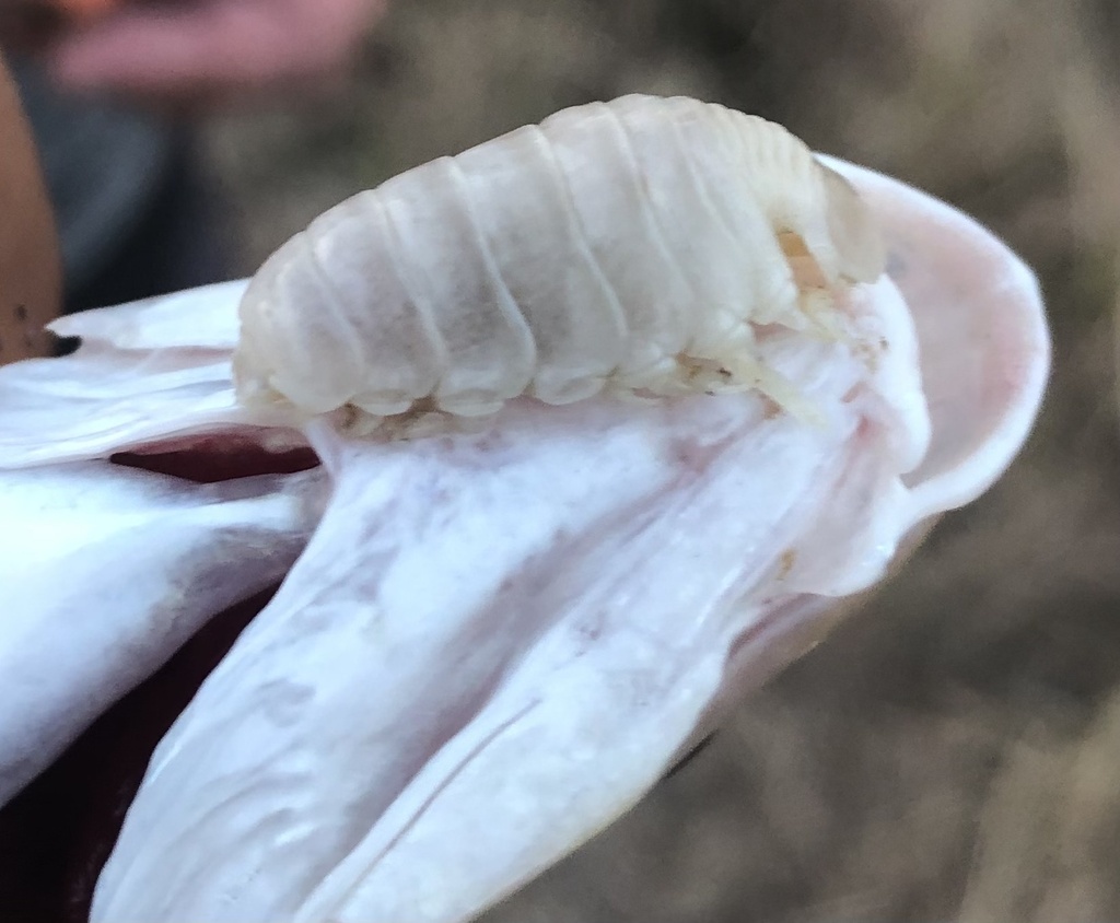 Fish Isopods from Cresent Heights St, Clute, TX, US on May 27, 2023 at ...