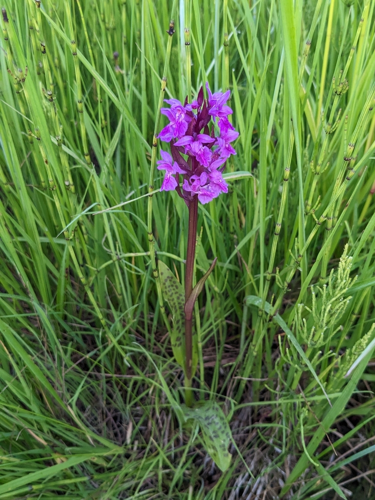 Broad-leaved Marsh Orchid from Białowieża, Polska on May 31, 2023 at 08:11 PM by Marcin Brzykcy ...