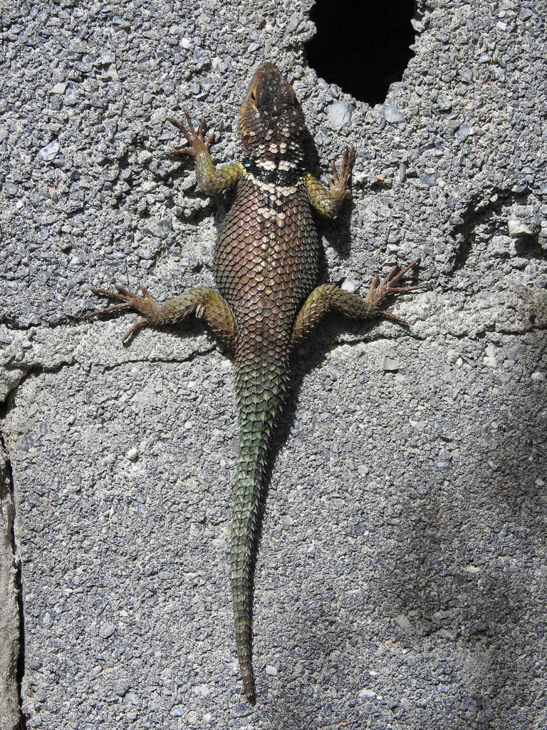 Blue Spiny Lizard from Sin Nombre de Col 36, Guadalupe, N.L., México on ...