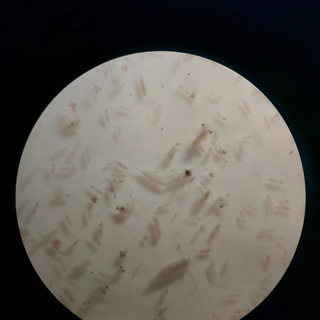 Copepods from La Herradura on May 31, 2023 by Abi Mon Araya. Larva ...