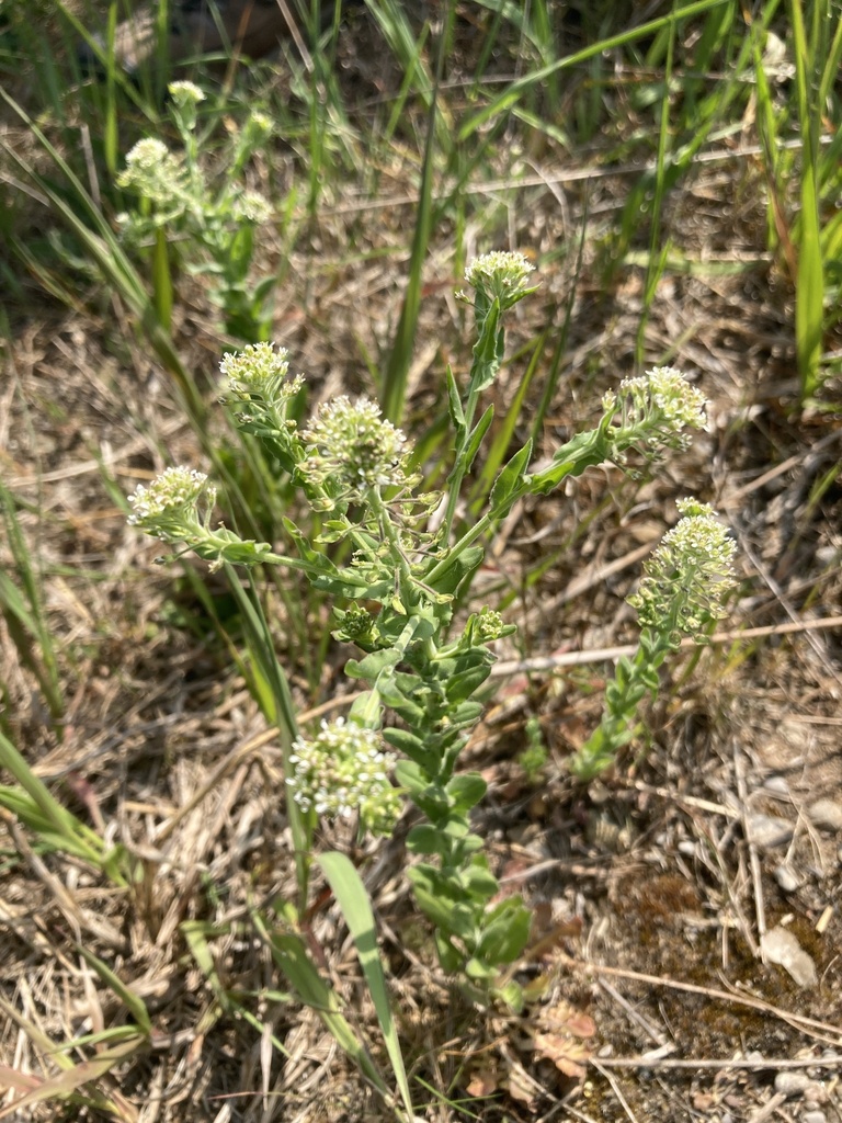 field peppergrass from Dufferin, CA-ON, CA on May 31, 2023 at 10:21 AM ...