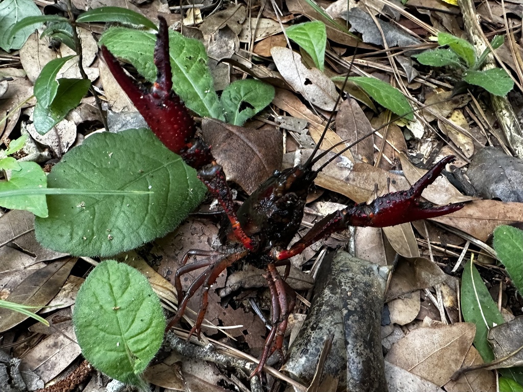Red Swamp Crayfish from Cape Hatteras National Seashore, Frisco, NC, US ...