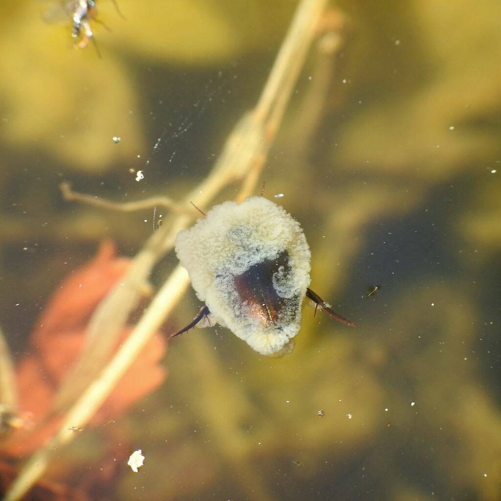 Predaceous Diving Beetles from Blofield, Norwich NR13, UK on April 29 ...