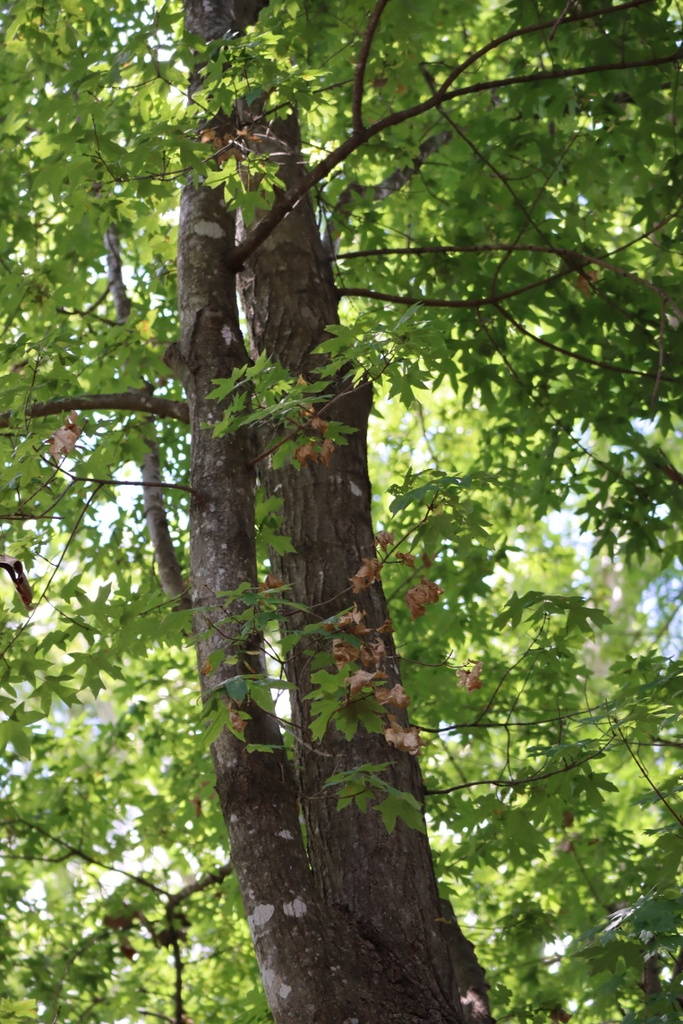 chalk maple from San Antonio Botanical Garden, San Antonio, TX, US on ...