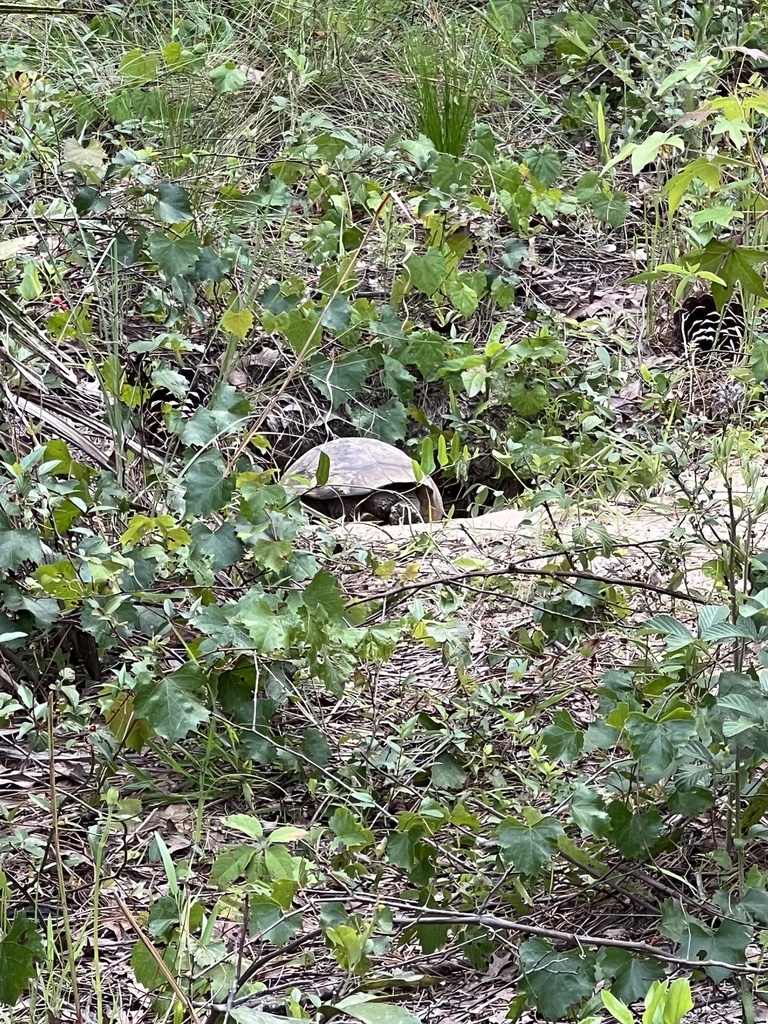 Gopher Tortoise in May 2023 by Joanne Whalen · iNaturalist