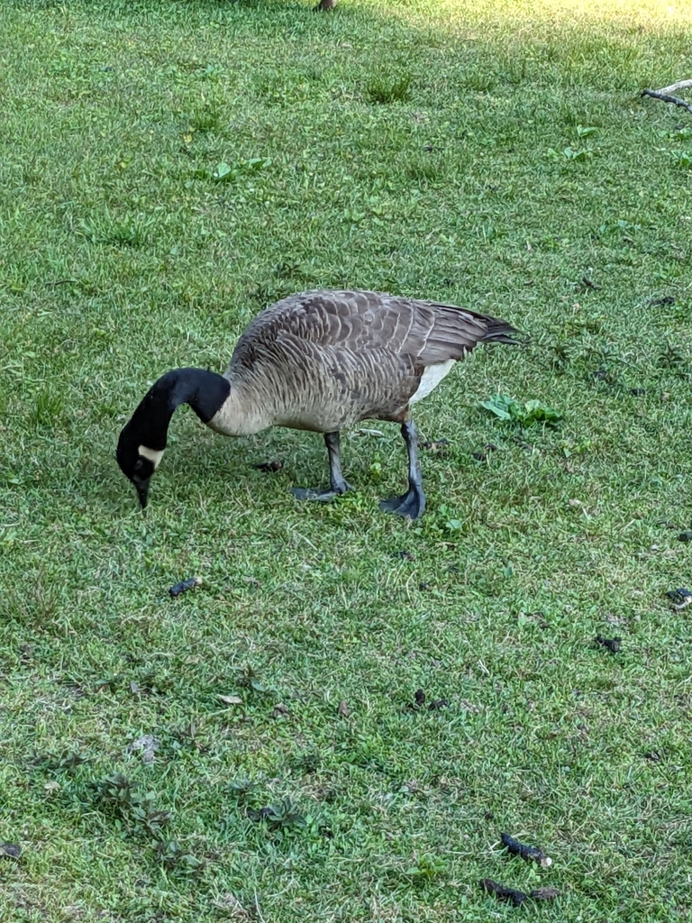 Canada Goose from North Potomac, MD, USA on May 31, 2023 at 06:35 PM by ...