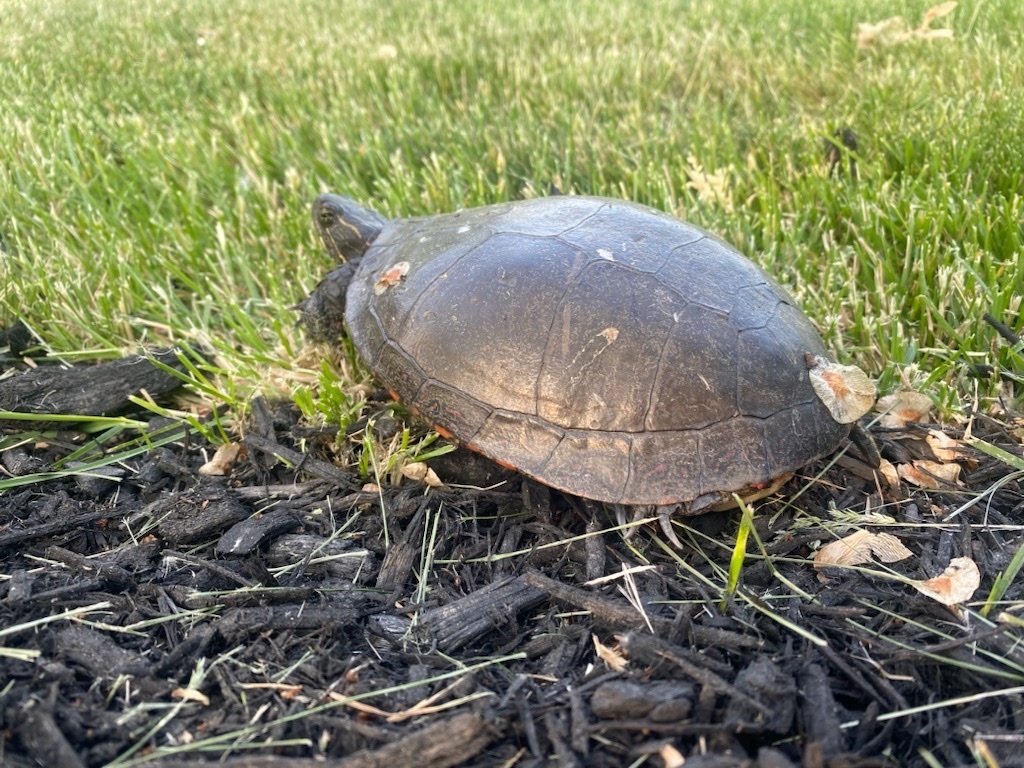 Midland Painted Turtle from Johnsarbor Dr, Rochester, NY, US on May 31 ...