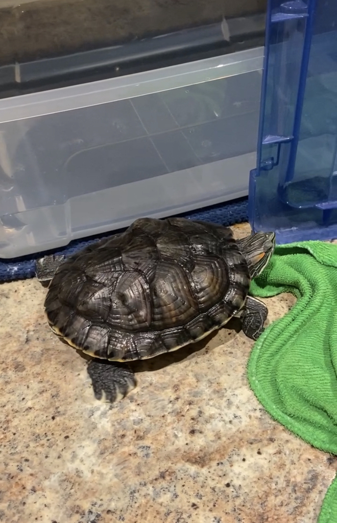 Sliders in May 2023 by Chaya Cuu. My Canadian uncle's pet turtle ...