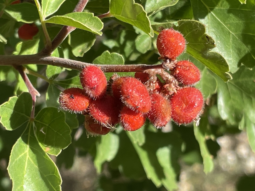 fragrant sumac from Coconino National Forest, Sedona, AZ, US on May 31 ...