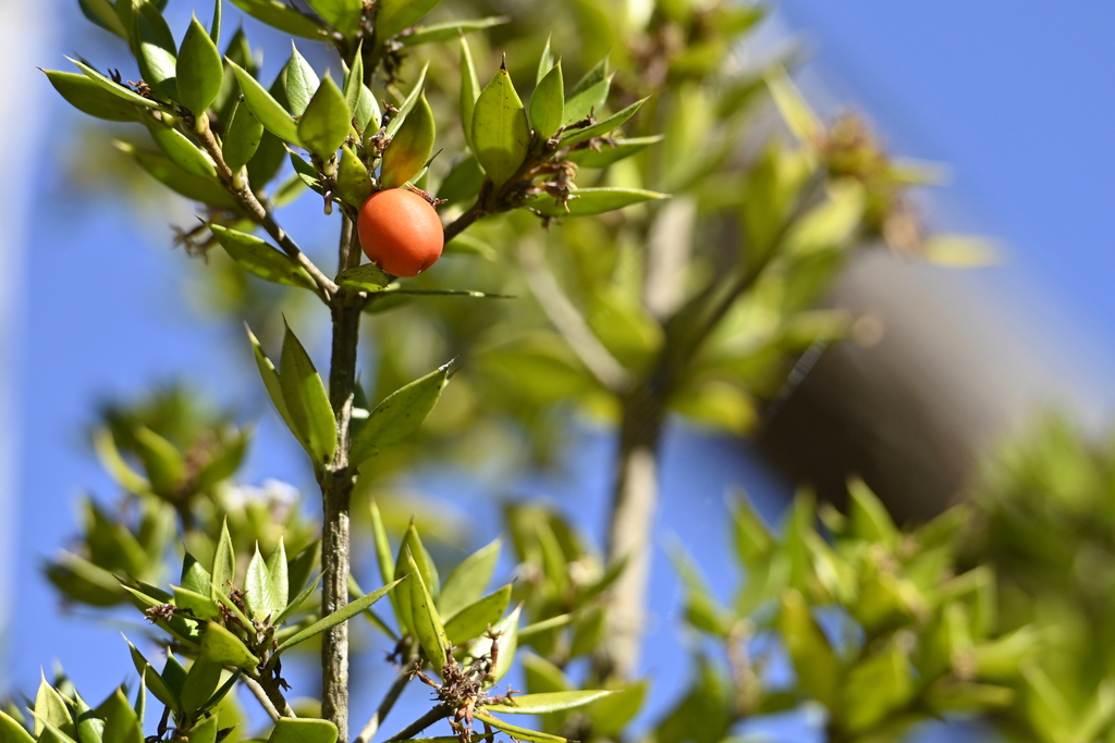 Chain Fruit from Peak Crossing QLD 4306, Australia on May 28, 2023 at ...