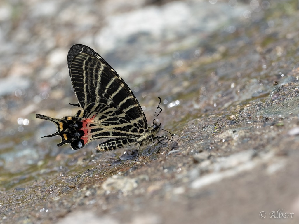 Chinese Three-tailed Swallowtail from 西嶺雪山 on May 13, 2018 at 11:29 AM ...
