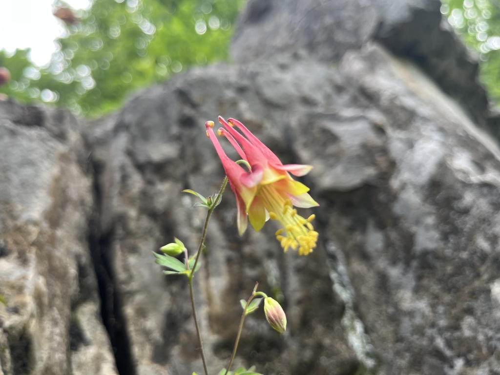 red columbine from E Jaccard St, Joplin, MO, US on May 11, 2023 at 04: ...