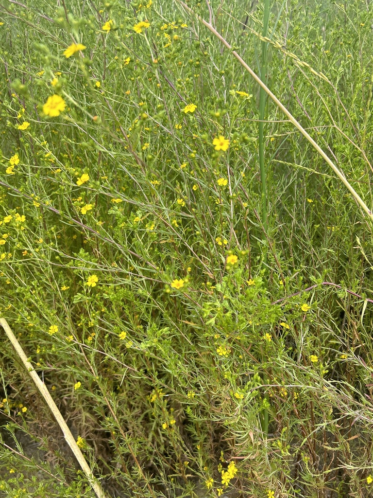 Clustered Tarweed from Crystal Cove State Park, Laguna Beach, CA, US on ...