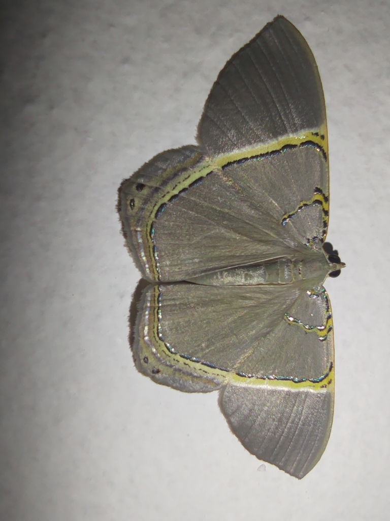 Jeweled Satyr Moth from Centro, Passo Fundo - RS, 99010-250, Brazil on ...