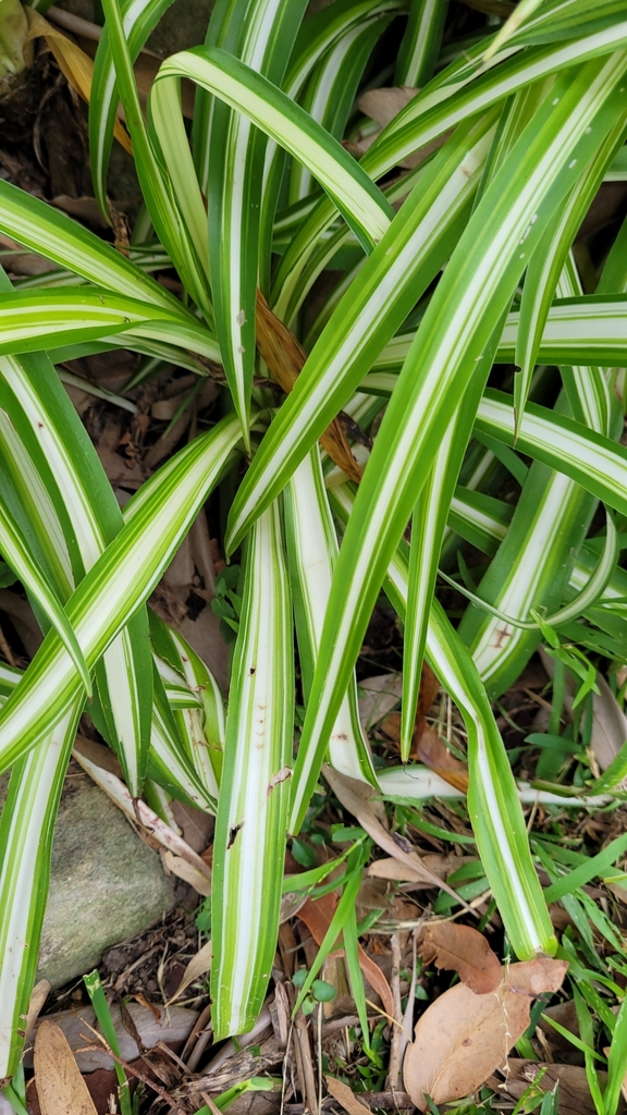 Spider plant from Maria Regina Primary School, Central Rd, Avalon Beach ...
