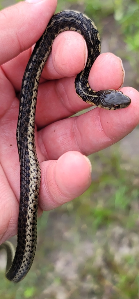 Common Garter Snake from Beaverville Township, IL, USA on May 31, 2023 ...