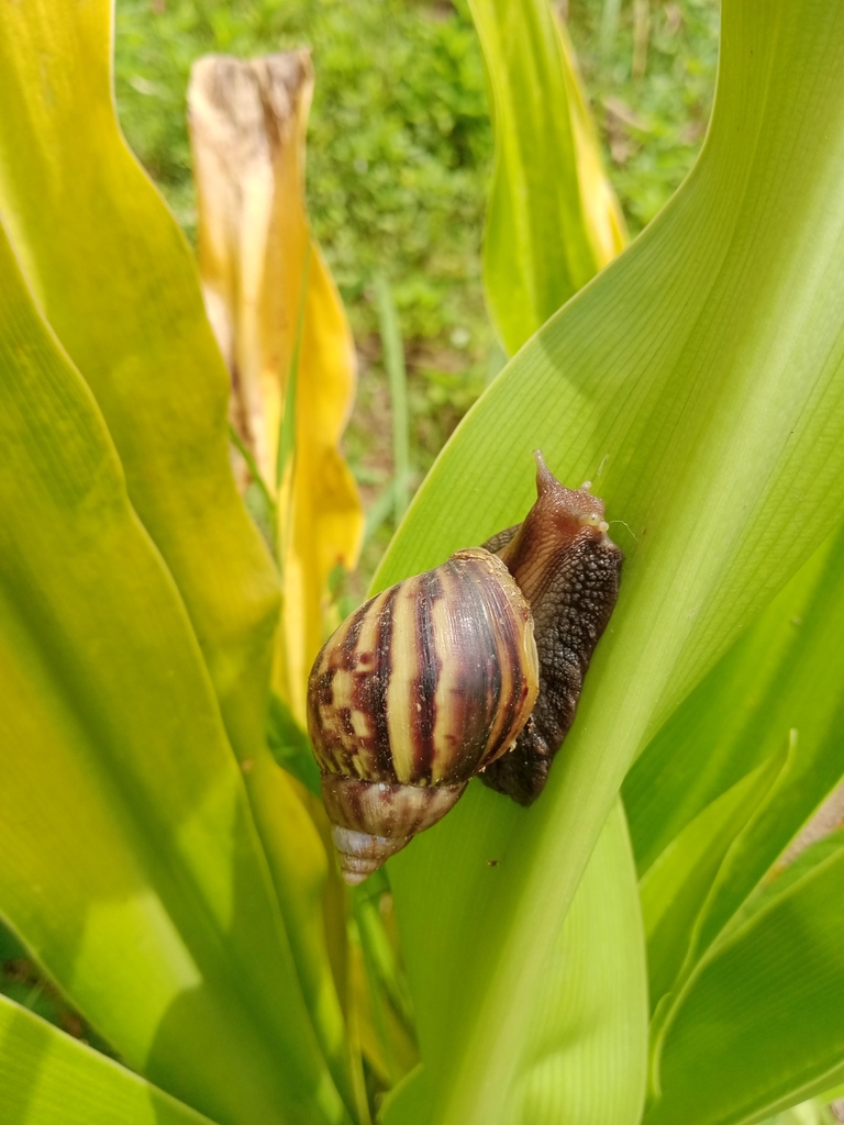 Animals from 3H9V+5XM, Talomo, Davao City, Davao del Sur, Philippines ...