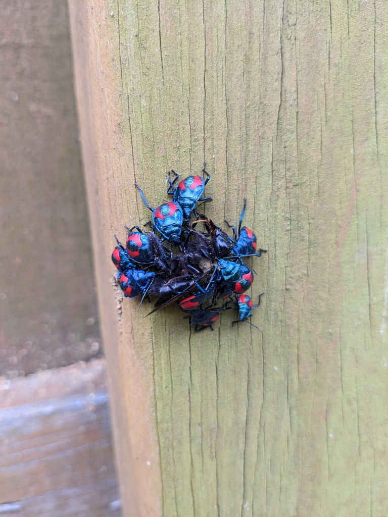 Florida Predatory Stink Bug from Carrboro, NC 27510, USA on May 25 ...