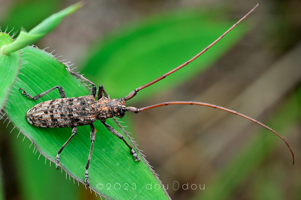 Monochamus alternatus from 中国江苏省南京市江宁区汤山 on May 27, 2023 at 04:58 PM by ...
