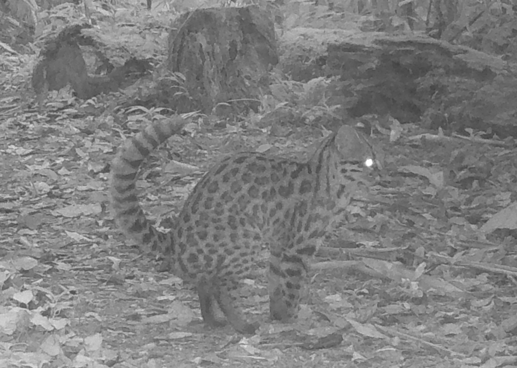 Southern Tigrina in February 2020 by Fábio Toledo Das Dores · iNaturalist