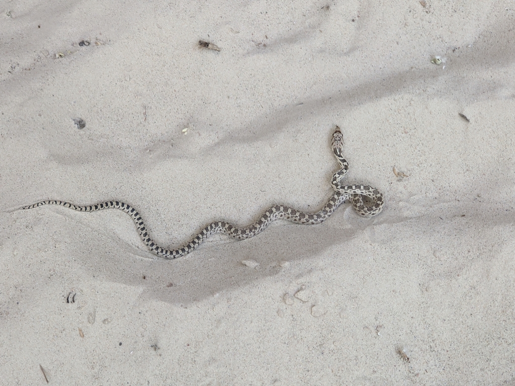 Great Basin Gopher Snake from Escalante, UT 84726, USA on May 31, 2023 ...