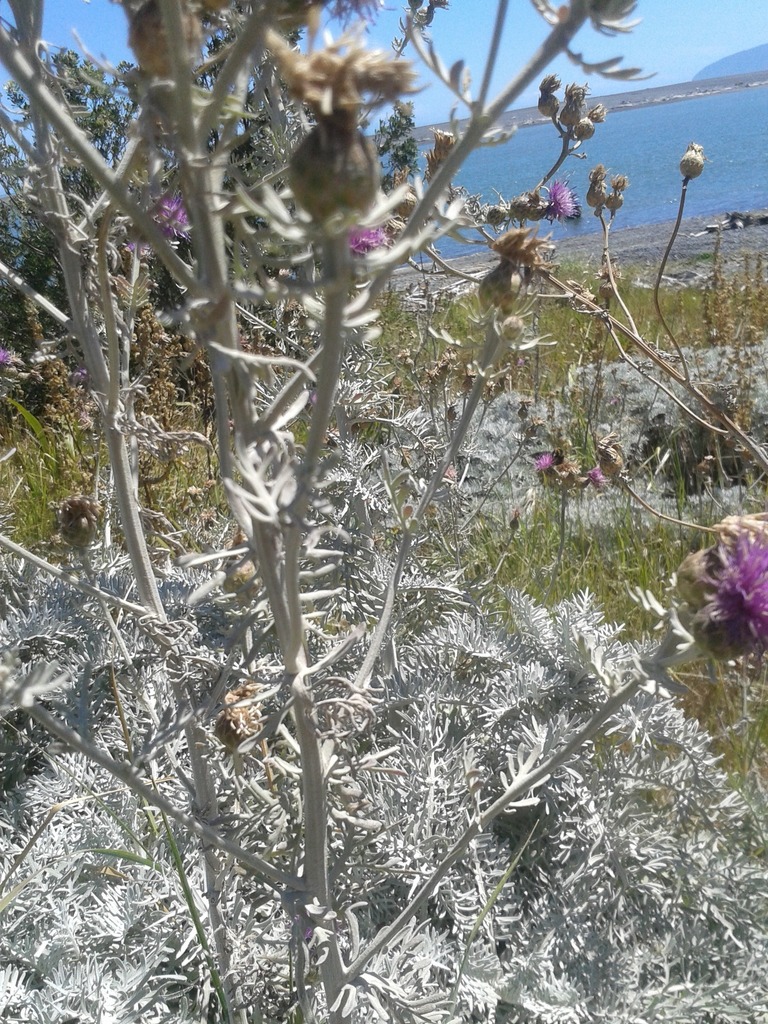 cotton thistle from lake Ferry on January 05, 2016 by Frances. Thistle ...