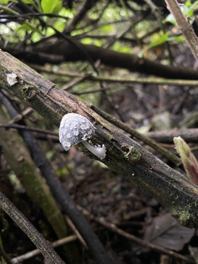 Inkcaps from Otavalo, Imbabura, EC on May 30, 2023 at 11:38 AM by ...