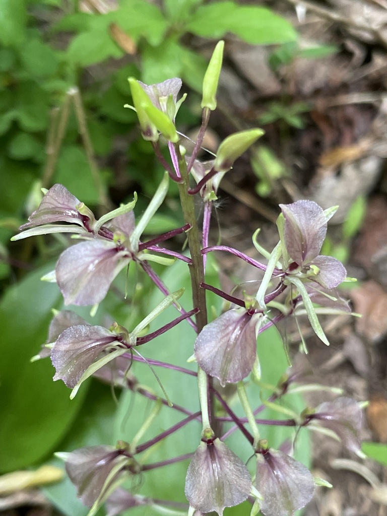 large twayblade in May 2023 by Helen Lowe Metzman · iNaturalist