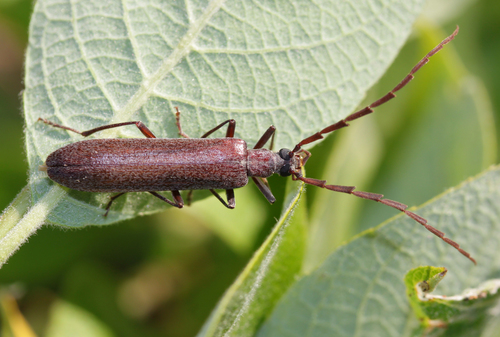 Calopus serraticornis · iNaturalist