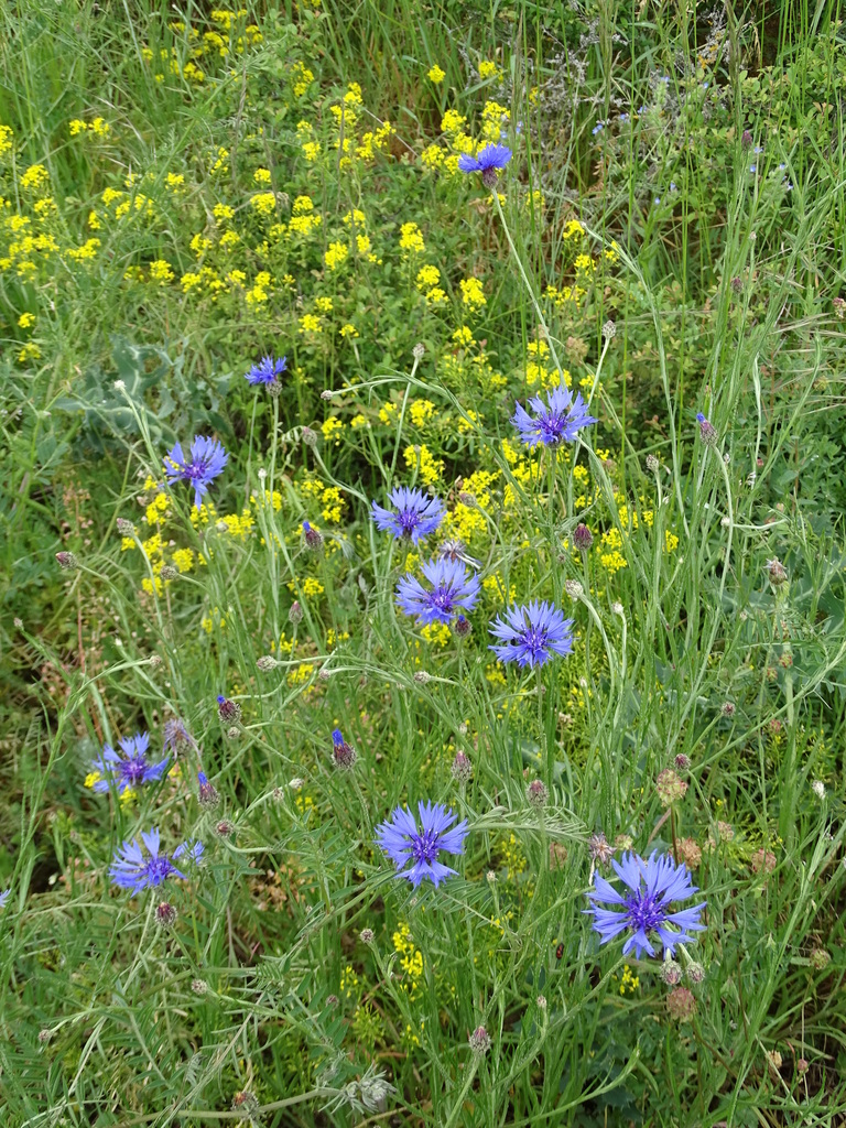Cornflower from 69440 Taluyers, France on May 8, 2023 at 10:58 AM by ferlay myriam · iNaturalist