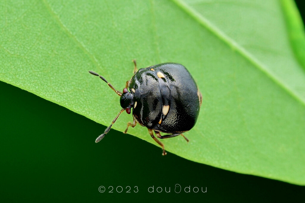 Coptosoma from 中国江苏省南京市江宁区汤山 on May 27, 2023 at 07:31 PM by 豆豆 ...