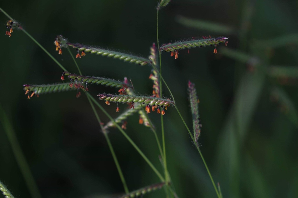 spreading liverseed grass from Pine Rivers Bal, AU-QL, AU on November ...