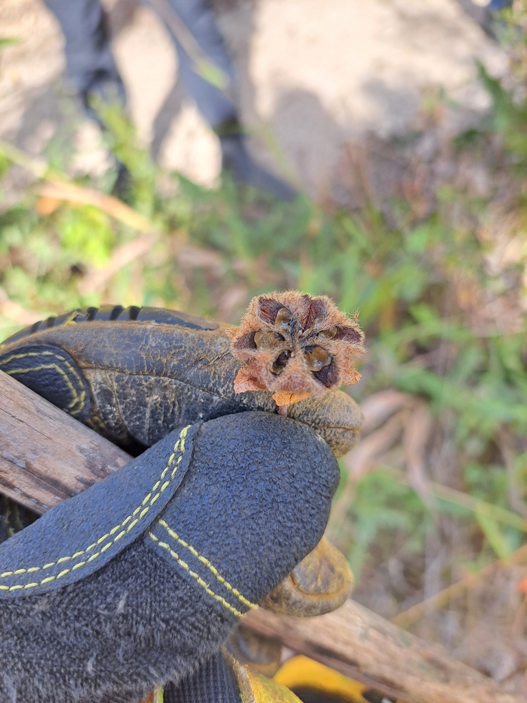 mountain fire-bush from Kyogle, AU-NS, AU on June 1, 2023 at 02:45 PM ...