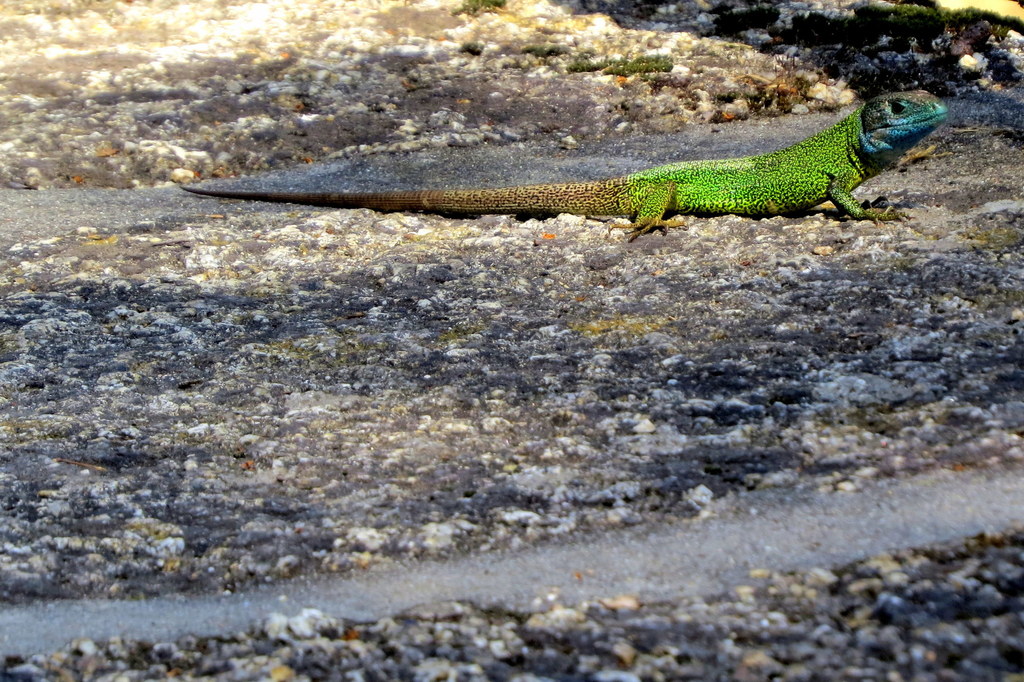 Iberian Emerald Lizard in July 2018 by anamorais · iNaturalist