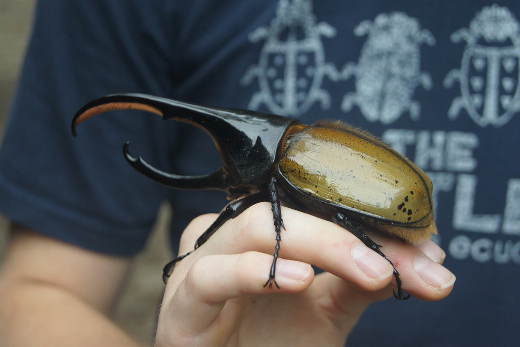 Ciclo De Vida Do Besouro Hercules O Besouro Hércules E A Origem Da