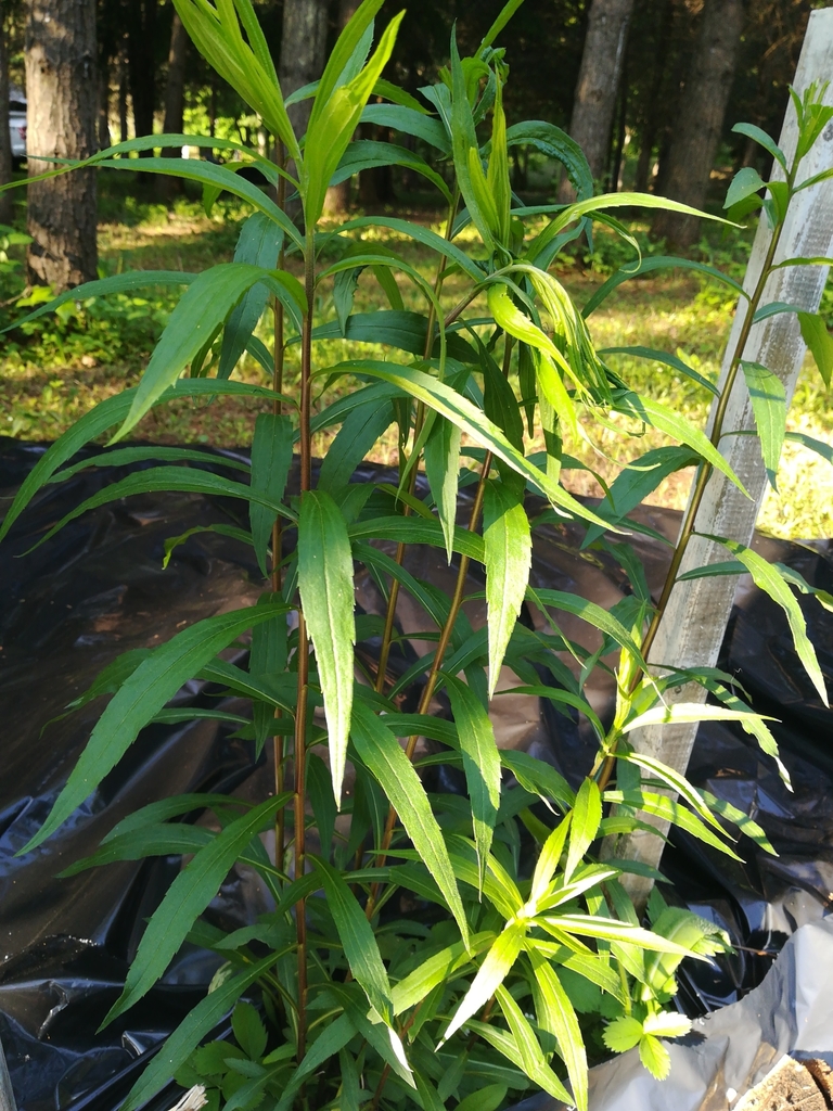 Something from Yarker, ON K0K 3N0, Canada on June 1, 2023 at 07:40 AM ...