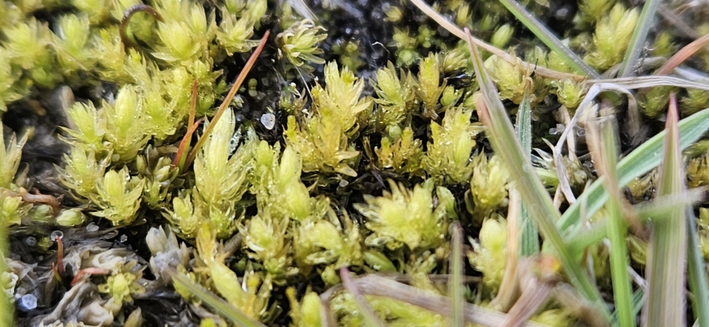 ribbed bog moss from Halifax, CA-NS, CA on June 1, 2023 at 06:07 AM by ...