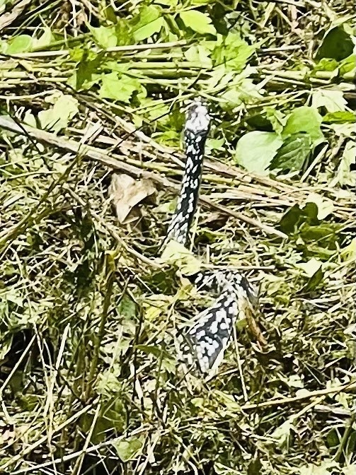 Buttermilk Racer from FM-149, Montgomery, TX, US on May 31, 2023 at 01: ...
