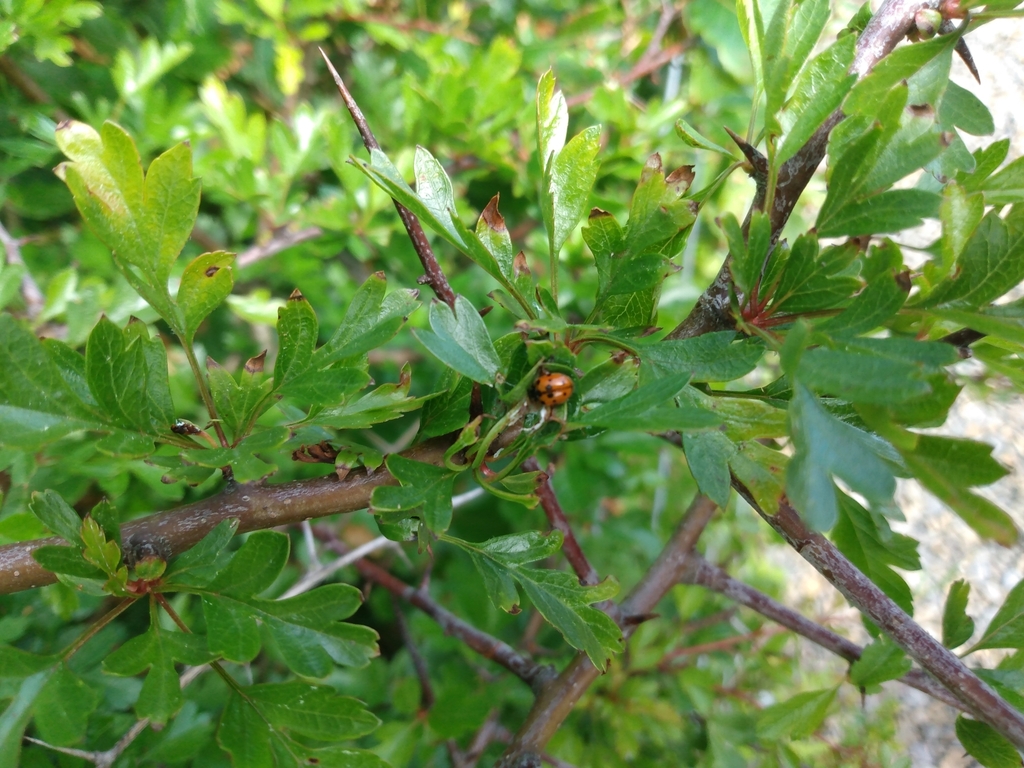 Lady Beetles from Castletown, Thurso KW14, UK on June 01, 2023 at 02:29 ...