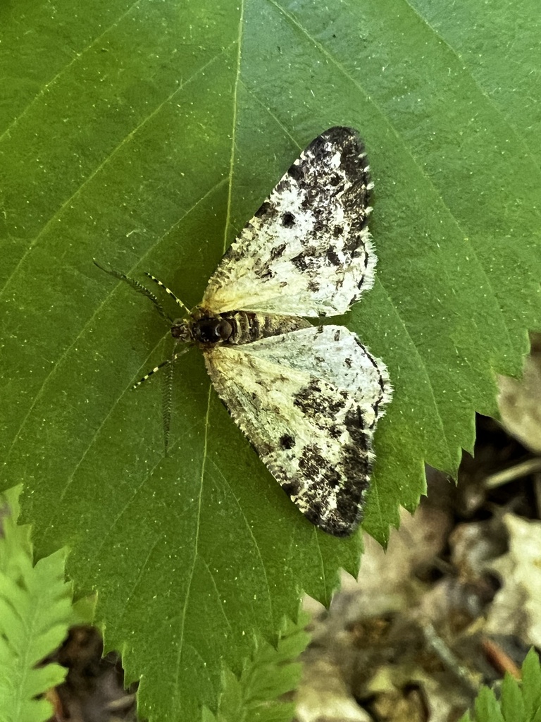 Powder Moth from Randolph Center, VT, US on June 1, 2023 at 09:32 AM by ...