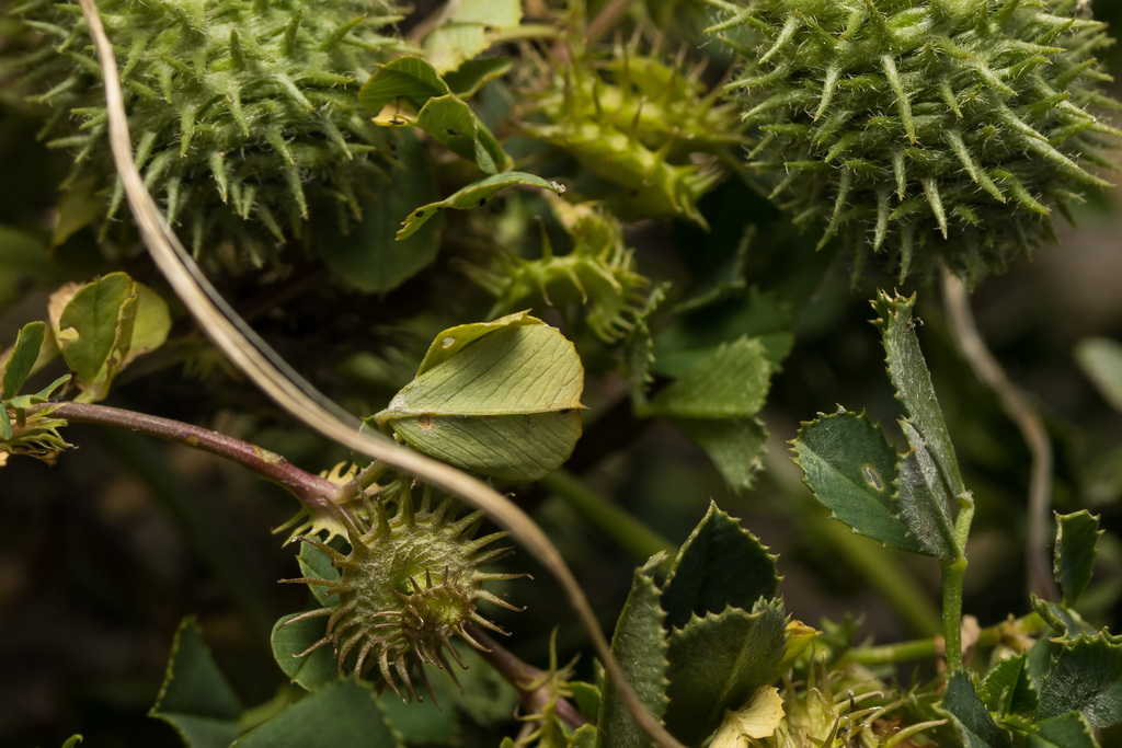 bur clover from Southern Aegean, Greece on April 30, 2023 at 03:23 PM ...